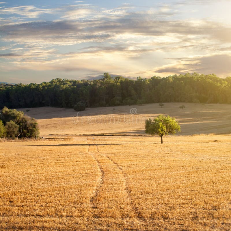 Wheat field on sunset stock image. Image of agriculture - 41622323