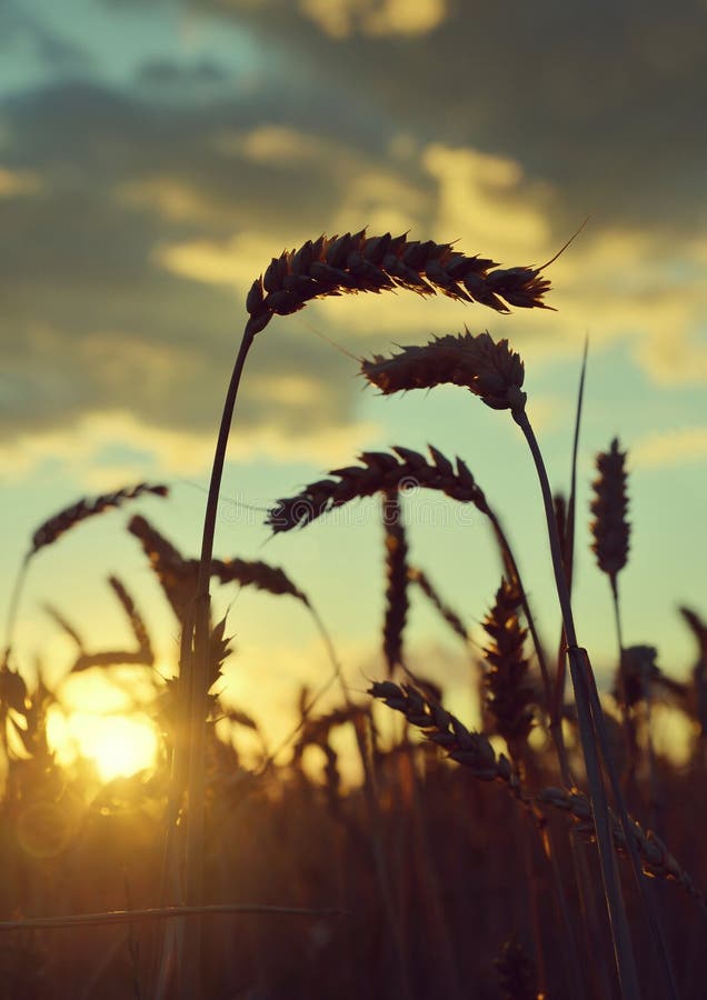 Wheat field in the sunset stock image. Image of outdoor - 67101229