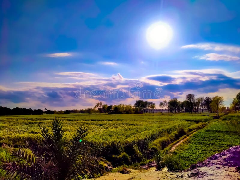 Wheat Field at Sunset, Sun Flare, Backlight and Cloudy Sky.Rainy Day ...