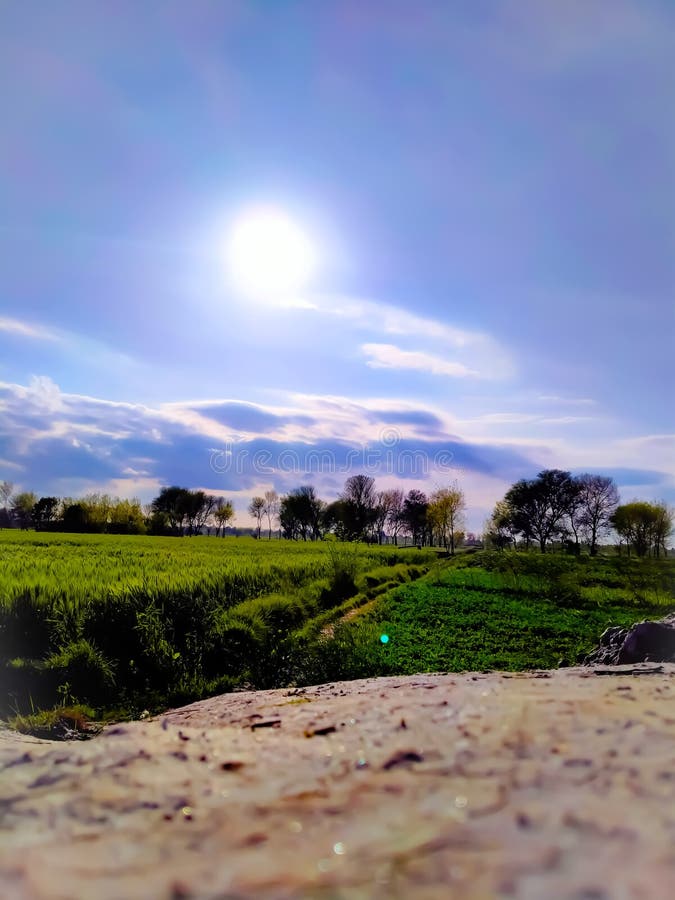 Wheat Field at Sunset, Sun Flare, Backlight and Cloudy Sky.Rainy Day ...