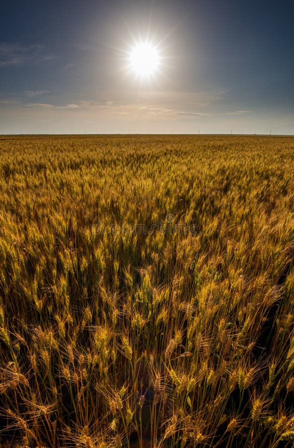 Wheat Field at Sunset, Sun in the Frame Stock Photo - Image of organic ...