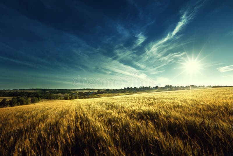 Sunset over wheat field stock image. Image of rural, beauty - 6187171