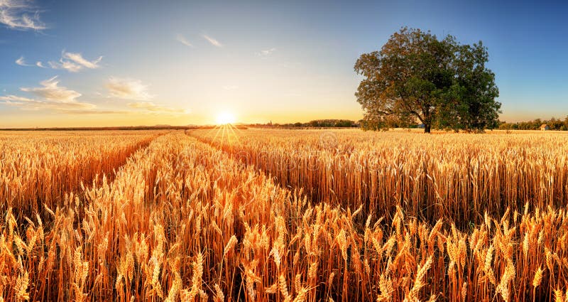 Wheat Field at Sunset with Tree and Way Stock Image - Image of grain ...