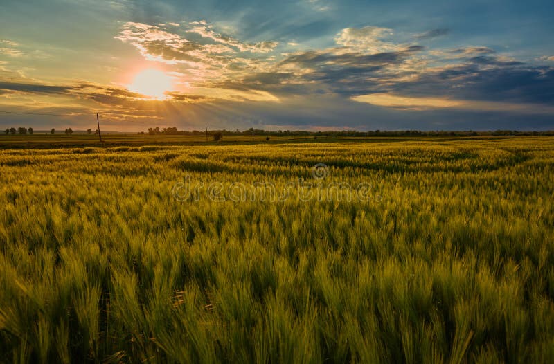 Wheat field at sunset stock photo. Image of nature, cultivated - 93777094