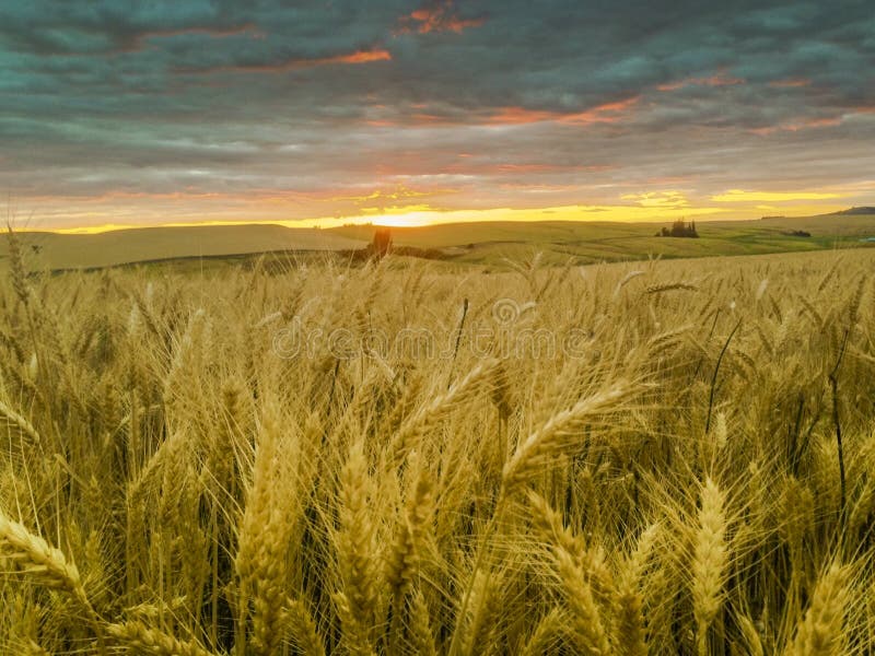 Wheat field at sunset stock photo. Image of crops, wheat - 87745016