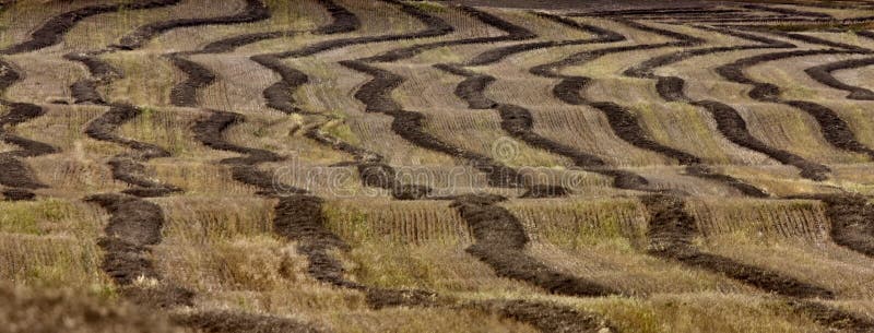 Wheat Field swath stock photo. Image of delivery, landscape - 16360018