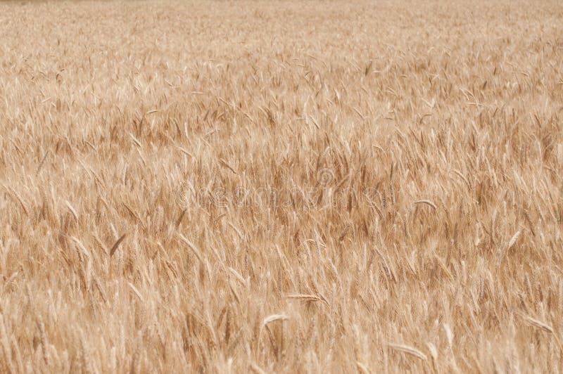 Wheat field texture stock photo. Image of farming, seed - 97579276