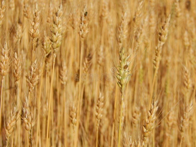 Wheat Field Texture of Hay Agriculture Stock Image - Image of nature ...