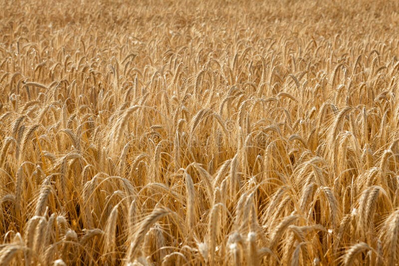 Wheat field texture stock image. Image of agricultural - 32240719