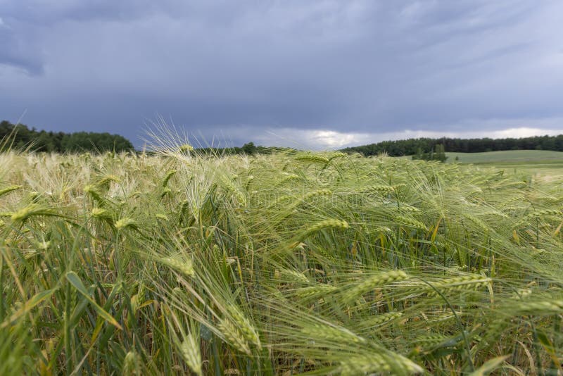Wheat Field after a Thunderstorm and Rain Stock Image - Image of ...