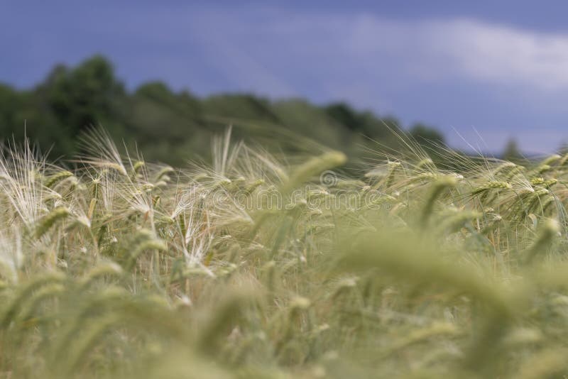 Wheat Field after a Thunderstorm and Rain Stock Photo - Image of wheat ...