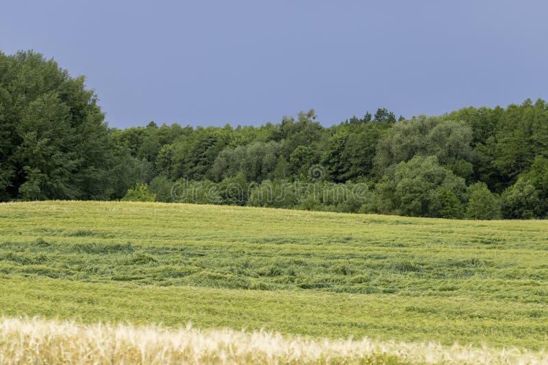 Wheat Field after a Thunderstorm and Rain Stock Image - Image of summer ...