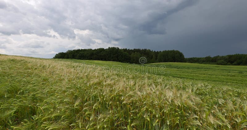 Cloudy Weather in a Field with Ripe Wheat Stock Video - Video of rain ...