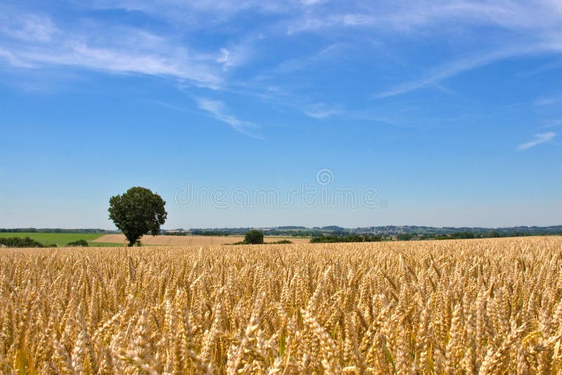 Wheat field and tree stock photo. Image of grain, plants - 26124962