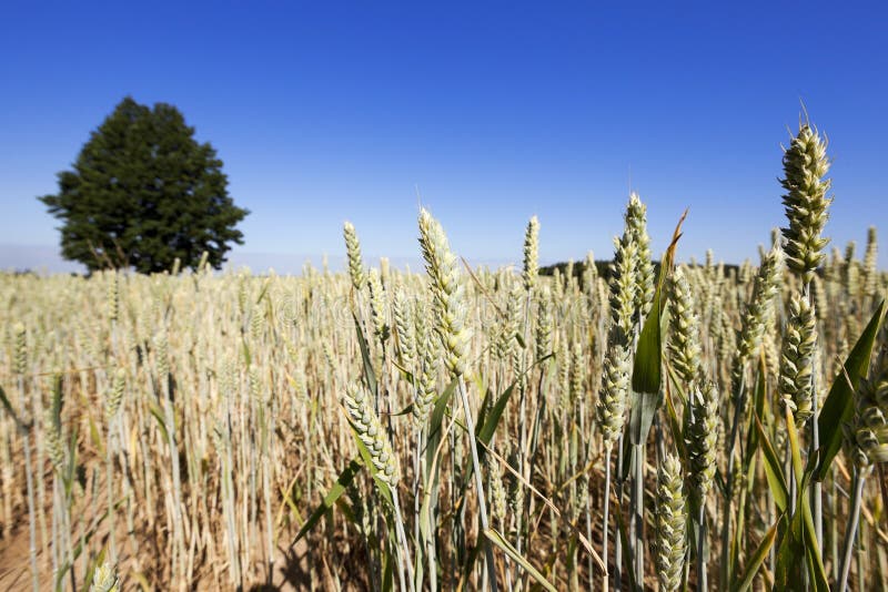 Wheat field, tree stock photo. Image of corn, locations - 70585664