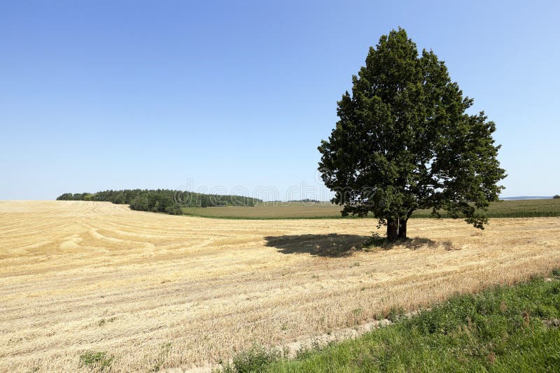 Wheat field, tree stock photo. Image of bread, bright - 70585744