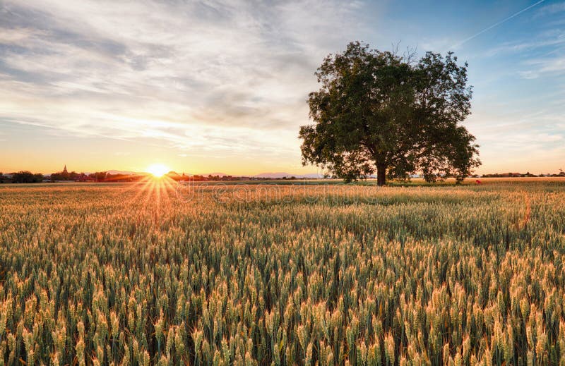 Wheat Field with Tree at Sunset Stock Image - Image of farmland, green ...