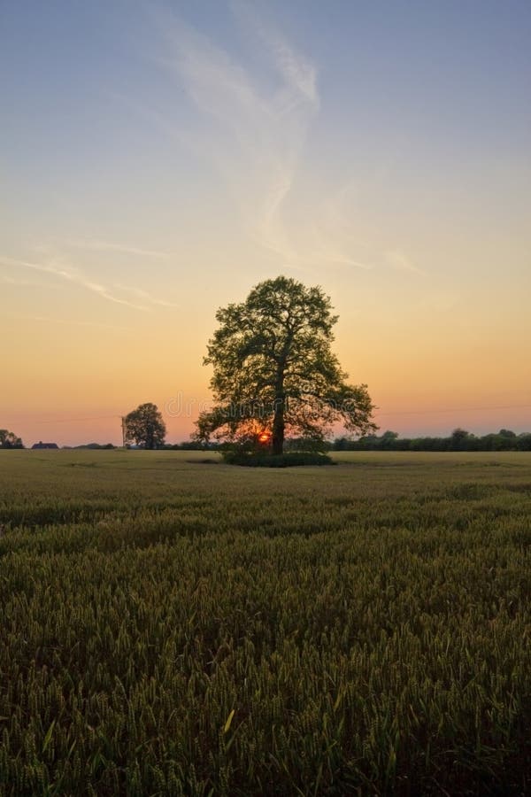 Wheat field tree sunset stock image. Image of orange - 46595827