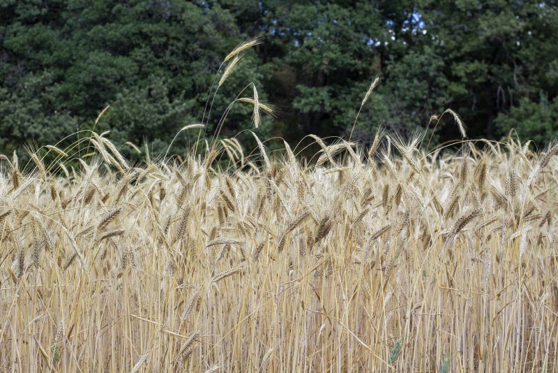 Wheat Field with Trees in the Background Stock Photo - Image of field ...