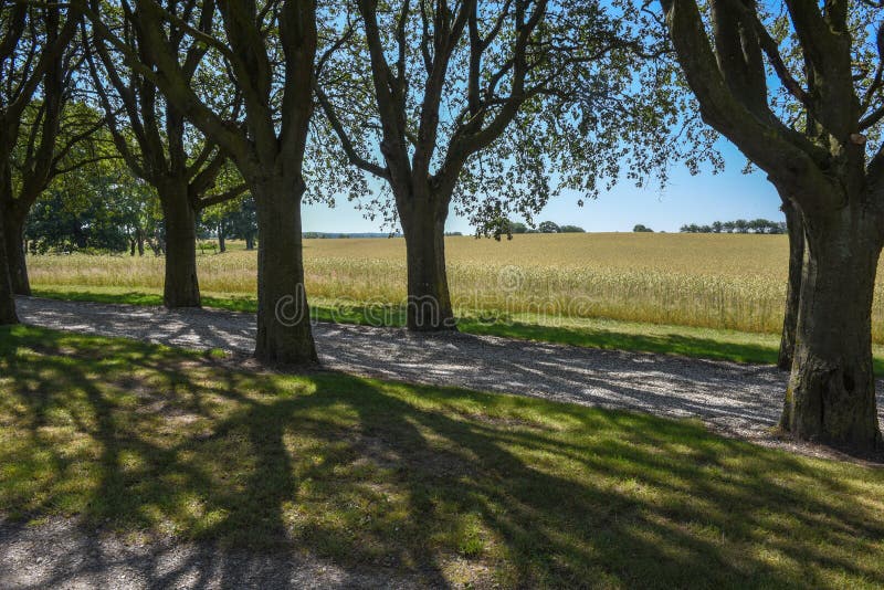 Wheat Field and Trees in Denmark Stock Image - Image of bright, beauty ...