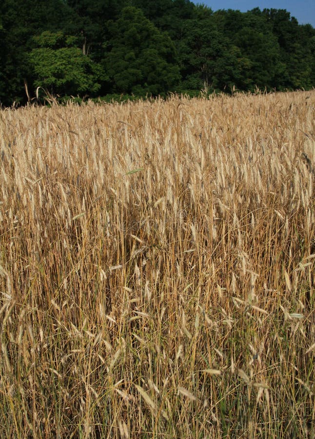 Vertical wheat field. stock image. Image of food, agriculture - 14613287
