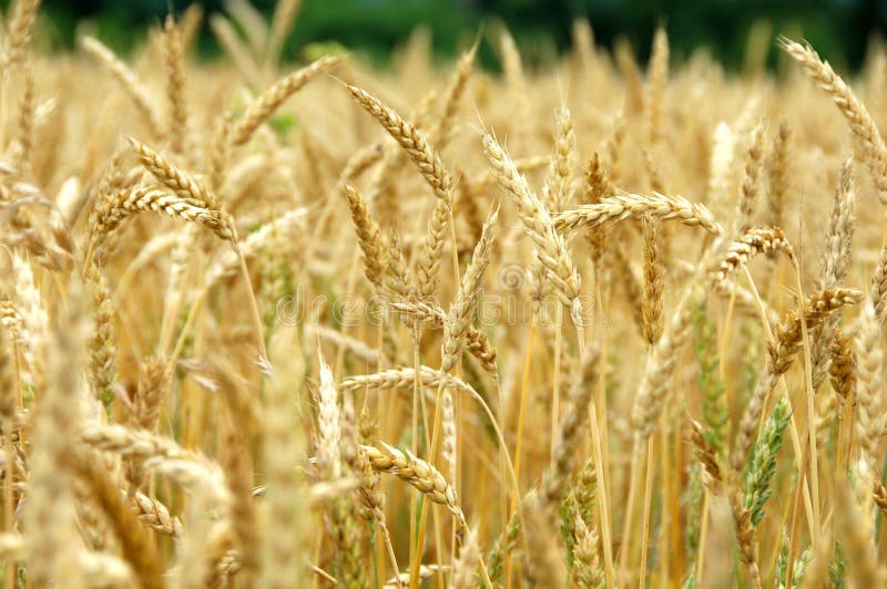 Wheat stock photo. Image of country, farm, grow, agricultural - 3983654