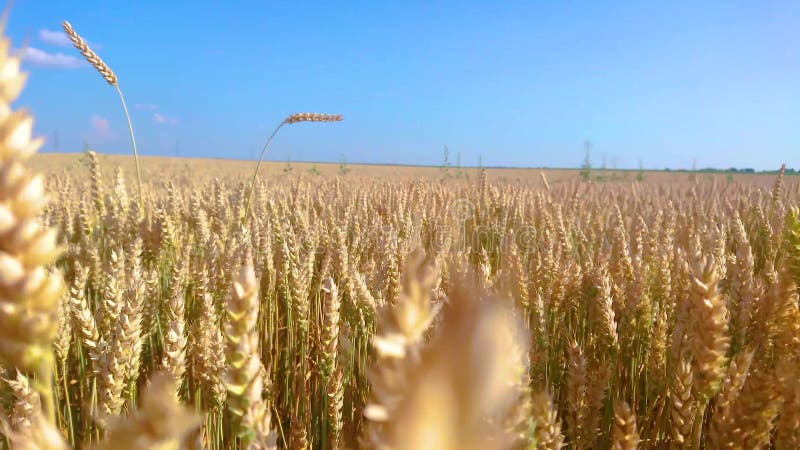 In the Wheat Field, Ukraine Stock Video - Video of bread, landmark ...
