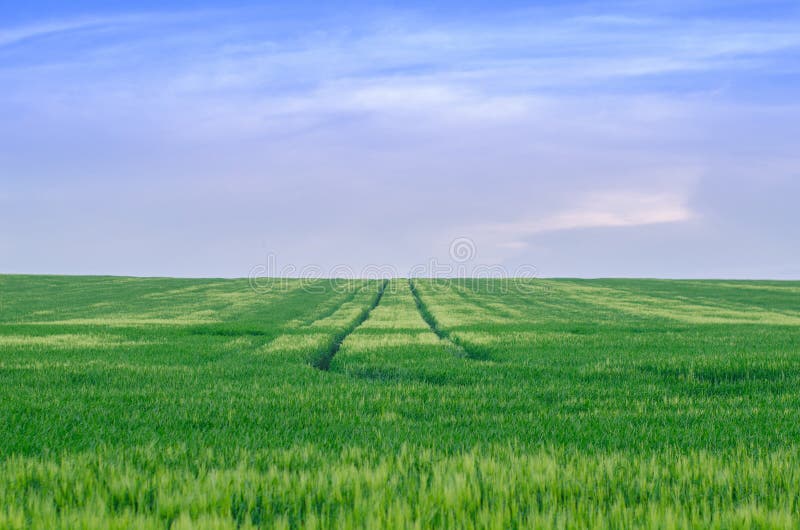 Wheat field, Ukraine stock image. Image of blue, green - 148059055