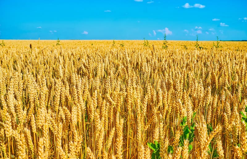 The wheat field in Ukraine stock image. Image of field - 237342995
