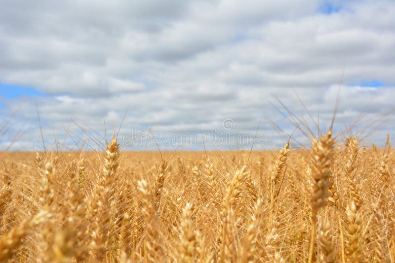 Wheat Field Under Blue Cloudy Sky Picture. Image: 109910684