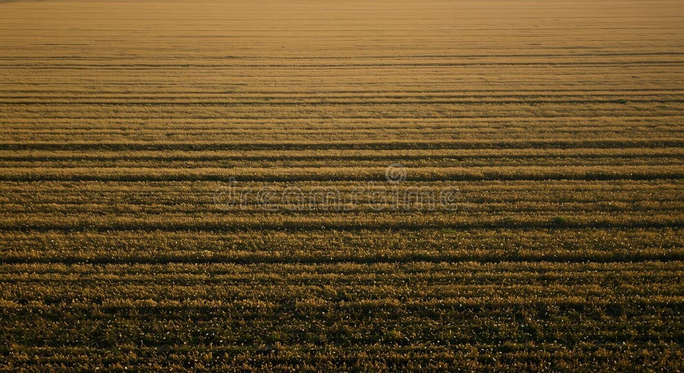 Wheat Field Under Sunlight with Rows and Shadow Patterns Stock ...