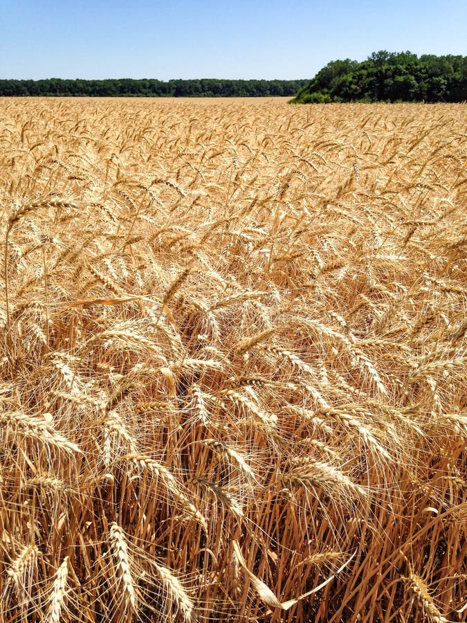 Wheat field stock image. Image of summer, rural, vertical - 56031687