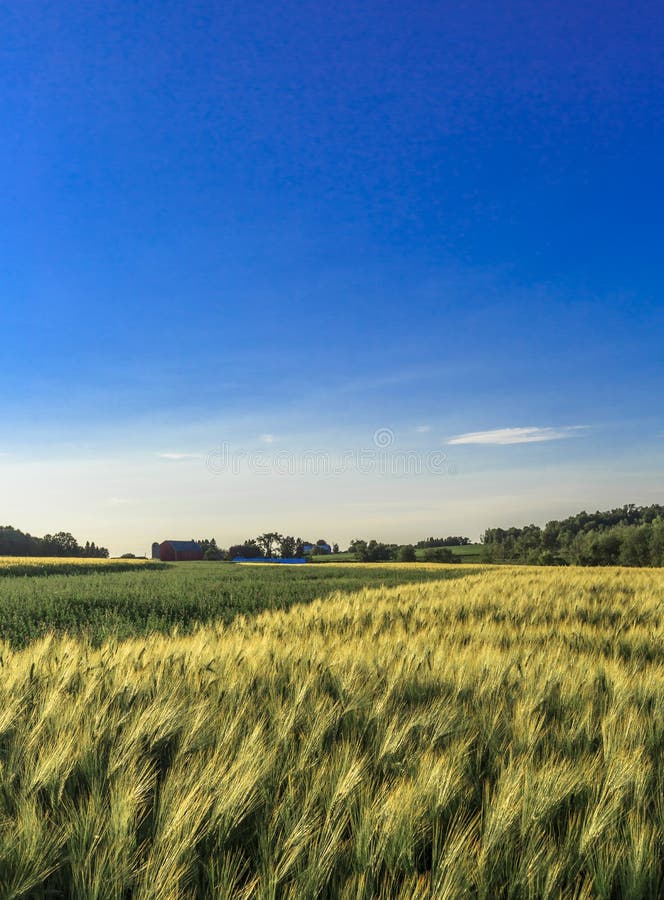 Wheat field vertical stock photo. Image of blue, white - 80862000