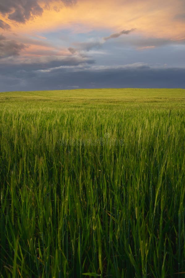 Long Empty Crop Field during Spring Stock Image - Image of horizon ...