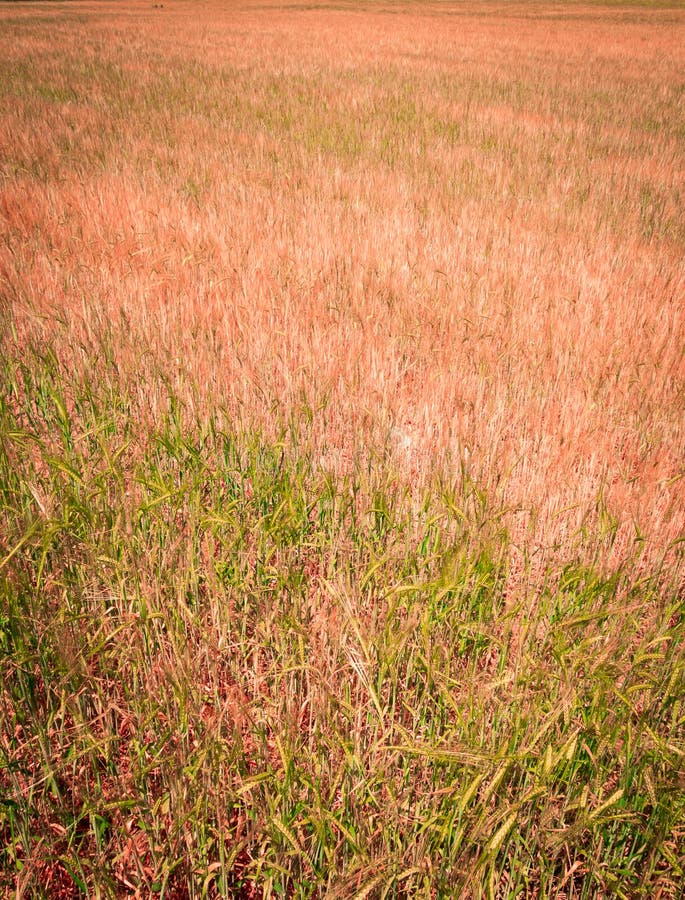 Wheat Field Victim of Drought II Stock Image - Image of dead, food ...