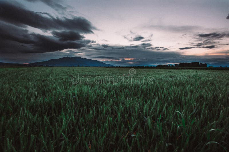 Wheat field stock image. Image of beauty, field, crop - 90568565