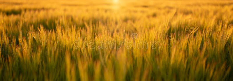 Wheat Field with Warm Light Stock Image - Image of warmth, grain: 217607423