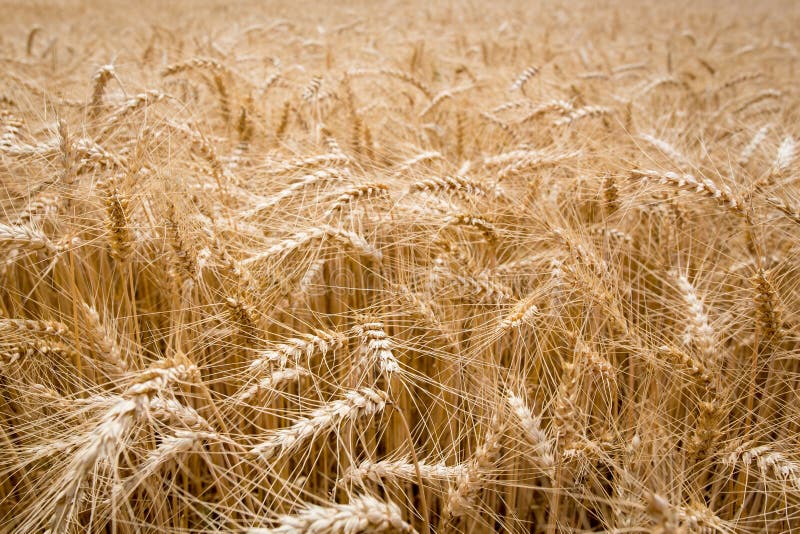 Wheat field stock image. Image of ripe, nature, crop - 124232283