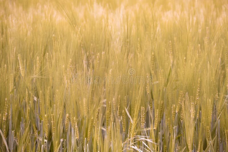 Wheat field stock image. Image of golden, basic, grain - 98453839