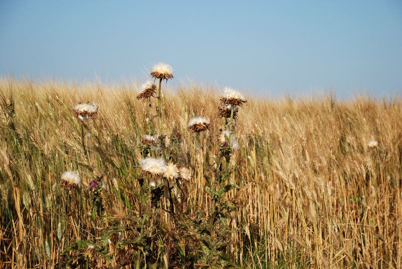 Wheat Field with White Flowers Stock Photo - Image of grass, field ...