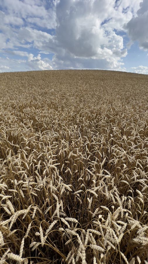 Wheat Field Whole on Bread with Blue Sky Stock Photo - Image of field ...