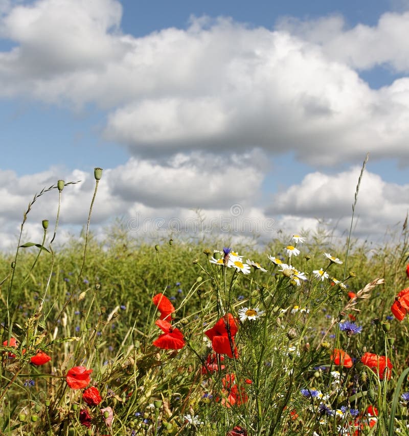 Wheat field. stock image. Image of field, agricutlure - 32294965