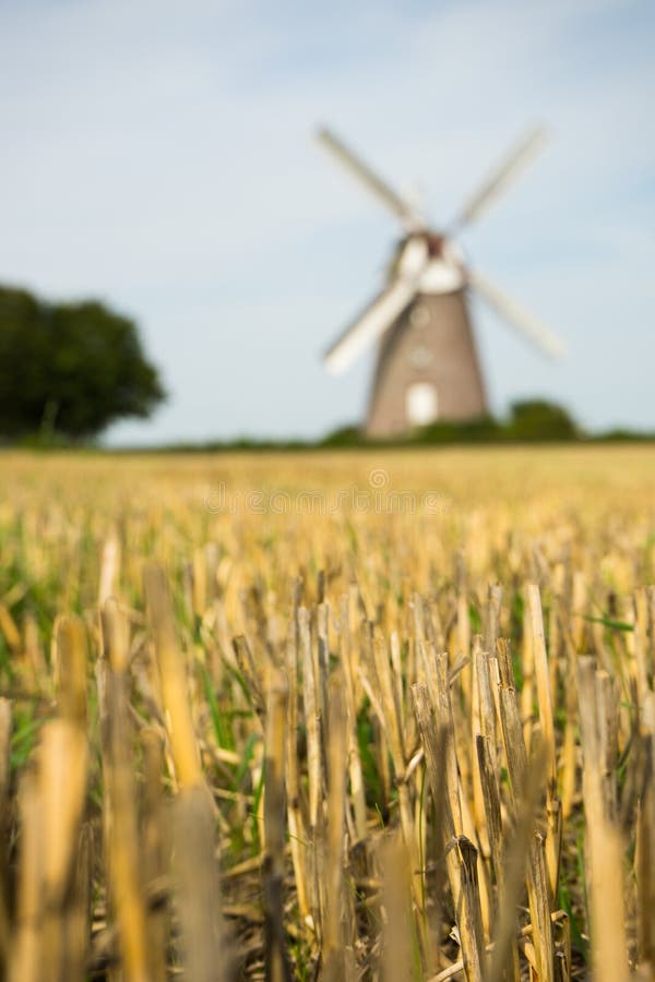 Wheat Field with Windmill in Background Stock Image - Image of ...