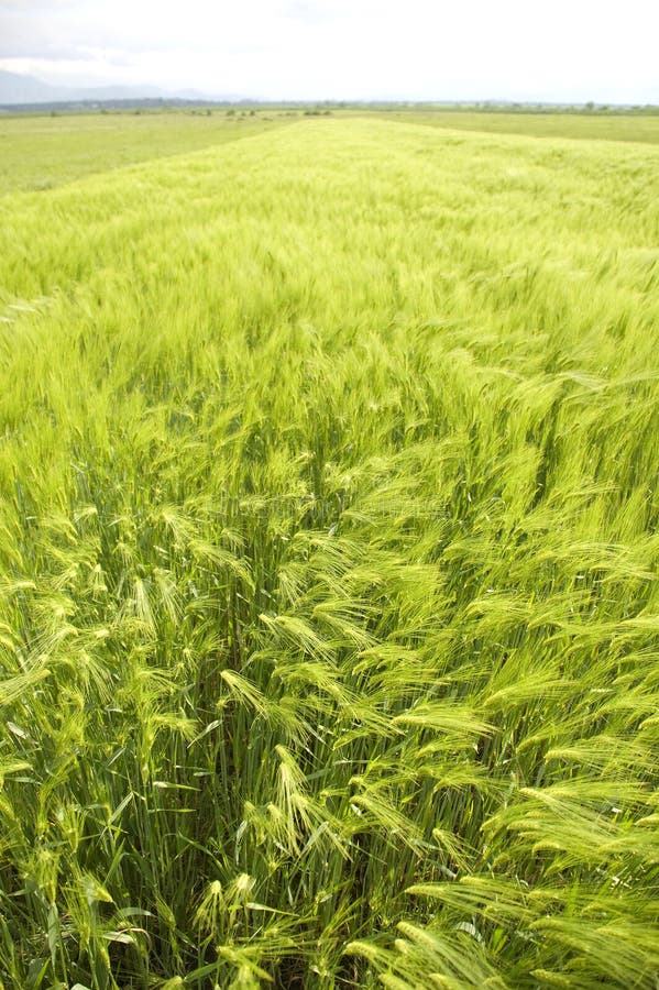 Wheat field on a windy day stock image. Image of grass - 14371343