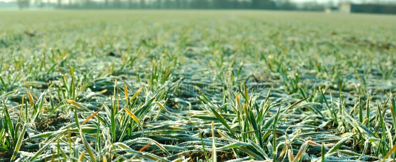 Wheat field in winter stock image. Image of italy, farming - 22830429