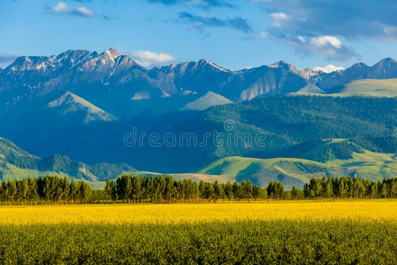 Wheat Field in Xinjiang,China Stock Photo - Image of landscape, grain ...