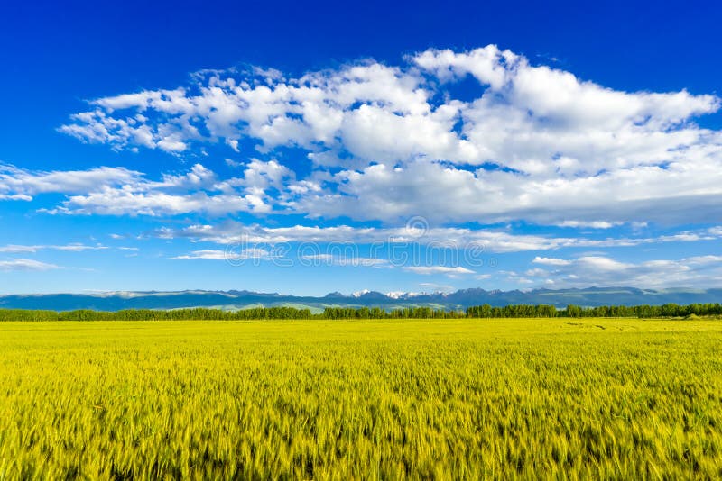 Wheat Field in Xinjiang,China Stock Photo - Image of natural, grain ...