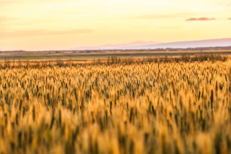 Wheat Field in Xinjiang,China Stock Photo - Image of farming, cereal ...
