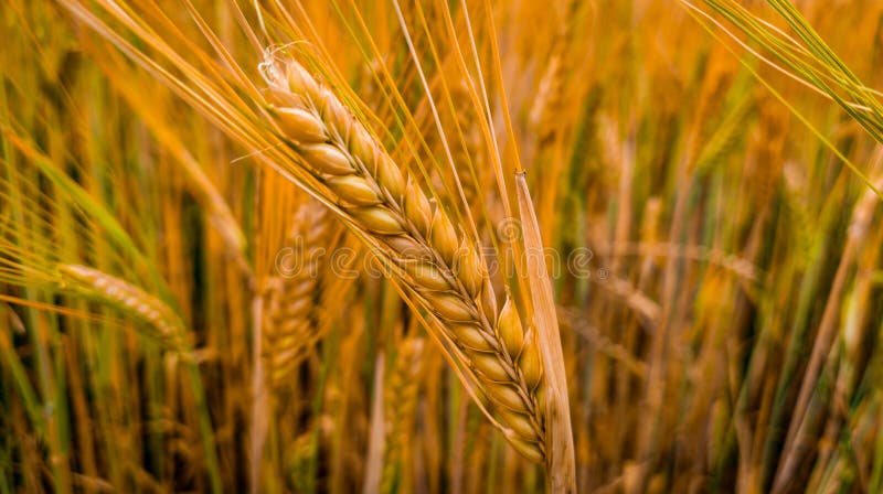 Wheat field yellow stock image. Image of background - 191066555