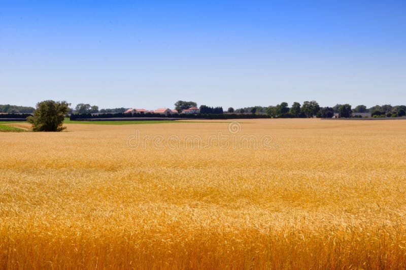 Wheat Fields stock photo. Image of high, agriculture - 15142768